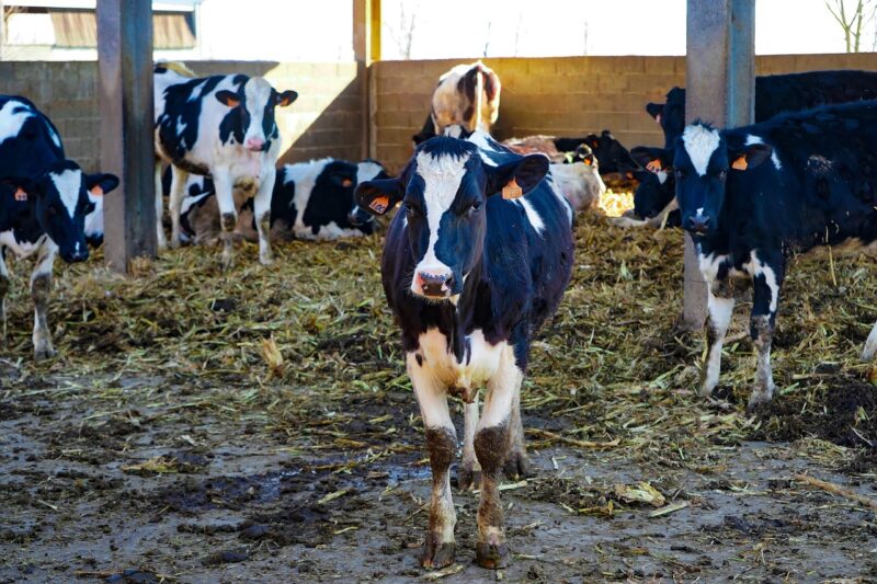 Affordable Dairy Cow Housing Plans for Small Farms in Kenya